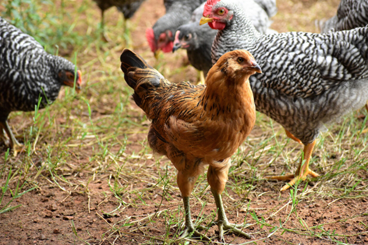 Common Poultry Abbreviations - Backyard Poultry